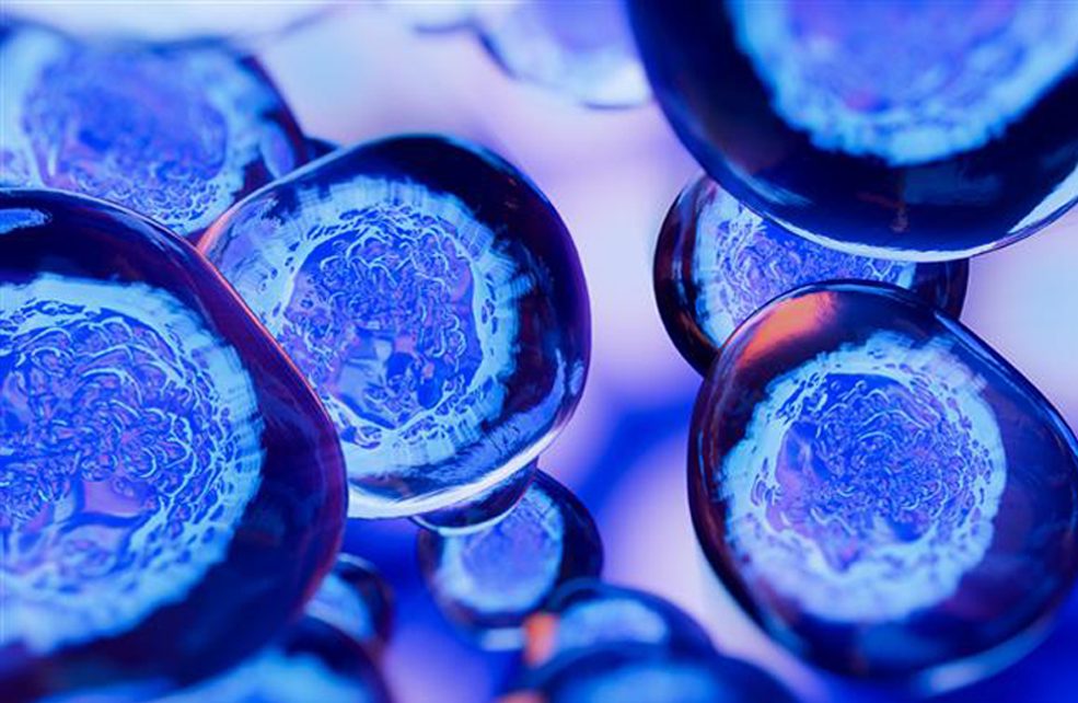 The Hub - Cellular Origins